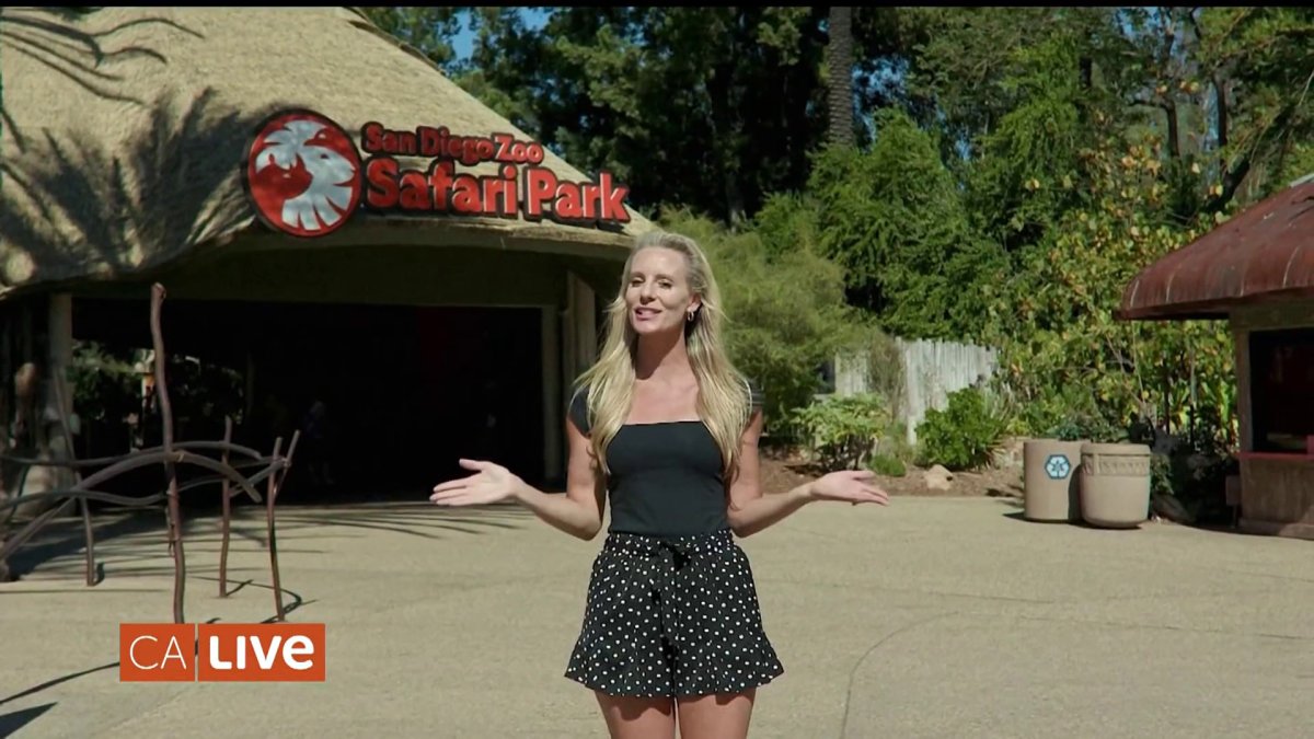 Explore 50 Years of Innovation at the San Diego Zoo Safari Park! – NBC ...