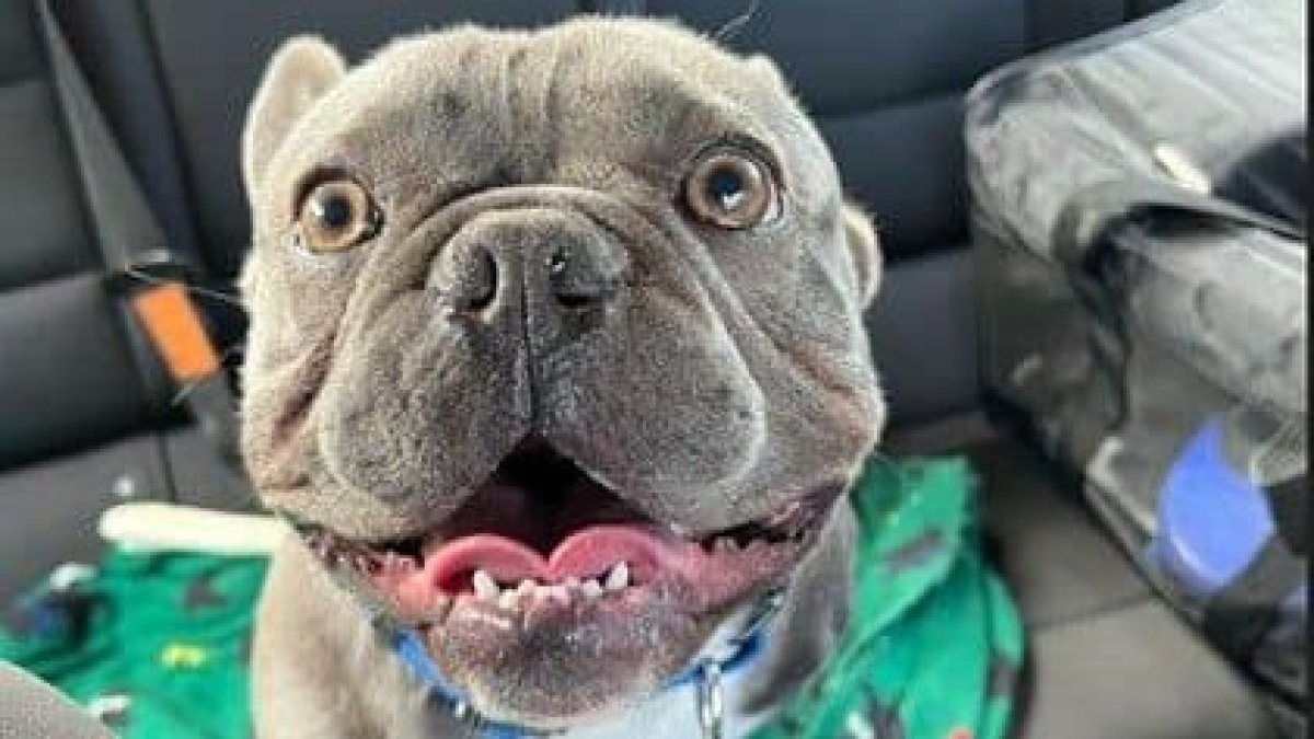 French Bulldog Taken From San Lorenzo Neighborhood Found – NBC Bay Area