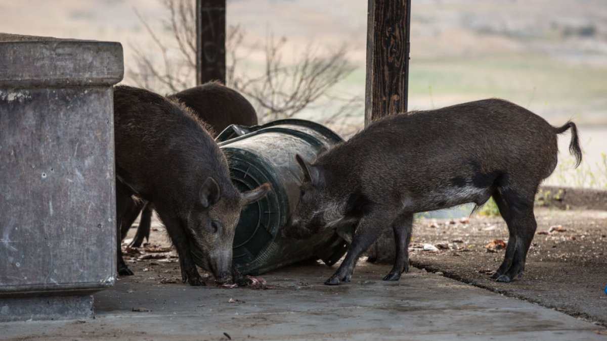 California Addresses Wild Pigs Problem – NBC Bay Area