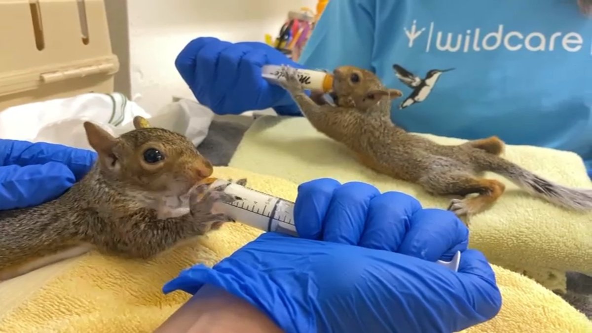 Wildlife Centers Help Animals Recover From Heat Wave – NBC Bay Area