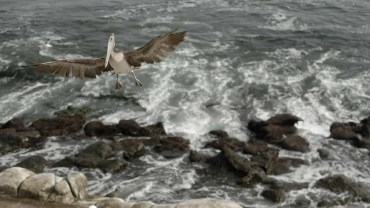 Brown Pelicans Starving Due to Warmer Ocean – NBC Bay Area