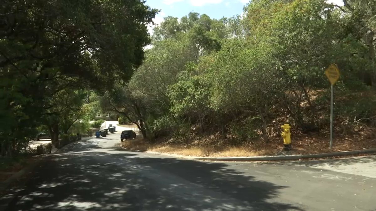 Two Mountain Lions Spotted Attacking Deer in San Mateo Backyard – NBC ...