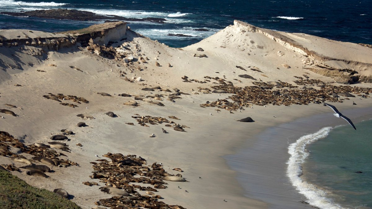 5 California Tribes Will Manage Coastal Areas – NBC Bay Area