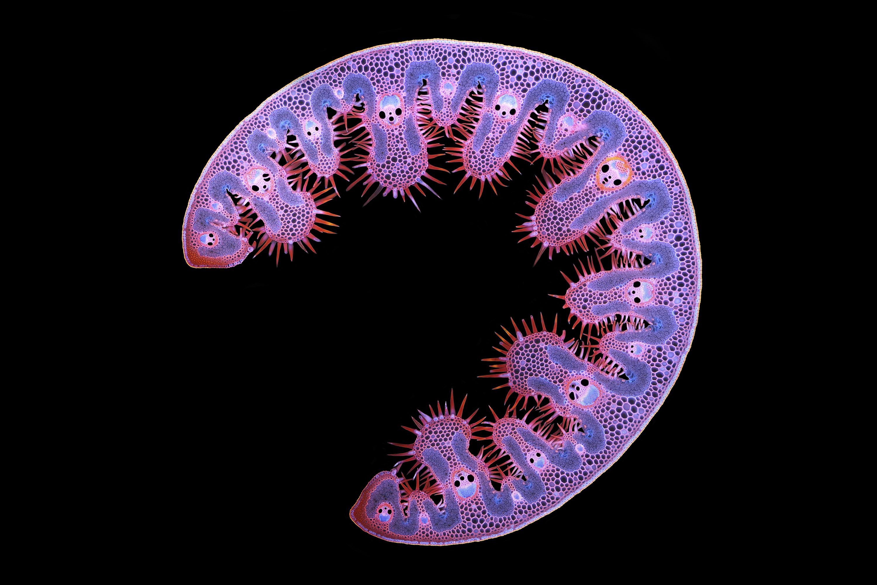 Photos Capture World of Microscopic Wonders – NBC Bay Area