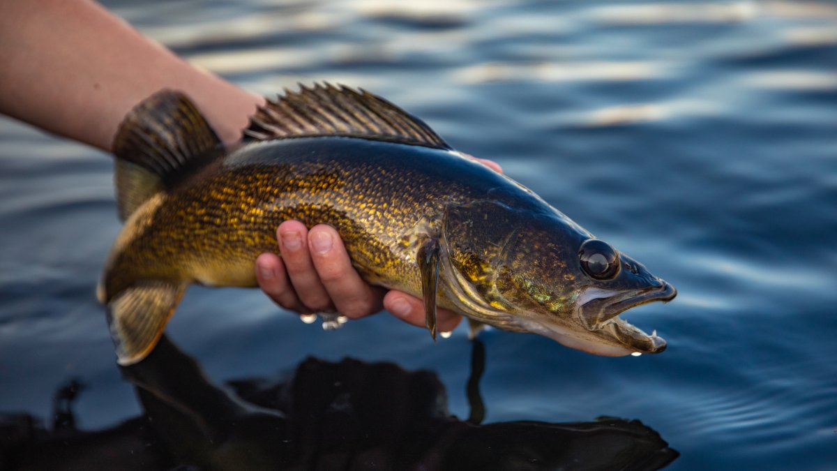 Investigation Ongoing in Competitive Fishing Cheating Scandal – NBC Bay ...
