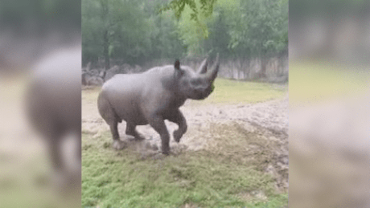 Watch Rhino Play In Rain and Mud at Texas Zoo – NBC Bay Area