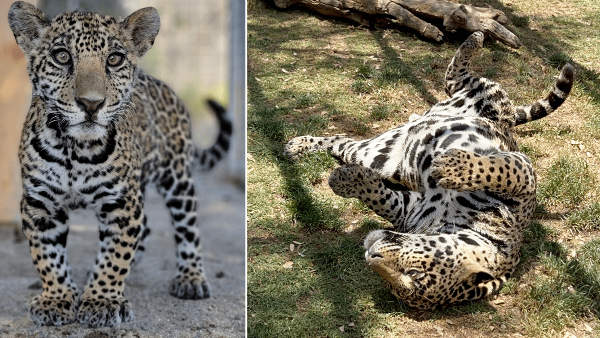 Jaguar Cub at East San Diego County Sanctuary After 2 Indicted for ...