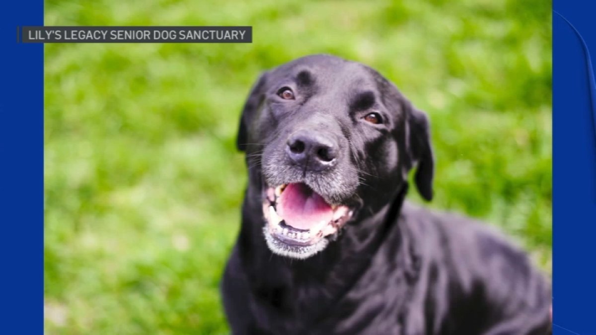 Senior Dogs Available for Adoption – NBC Bay Area
