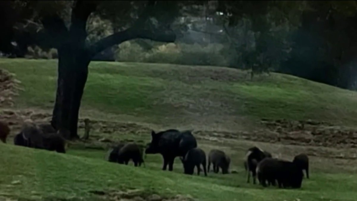 Morgan Hill Community Still Dealing with Wild Pigs Problem – NBC Bay Area