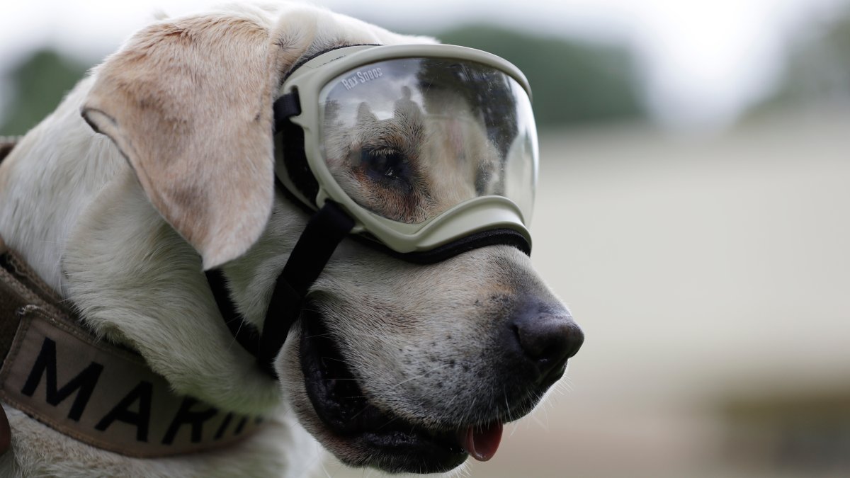 Famous Mexican Search and Rescue Dog Frida Dies – NBC Bay Area