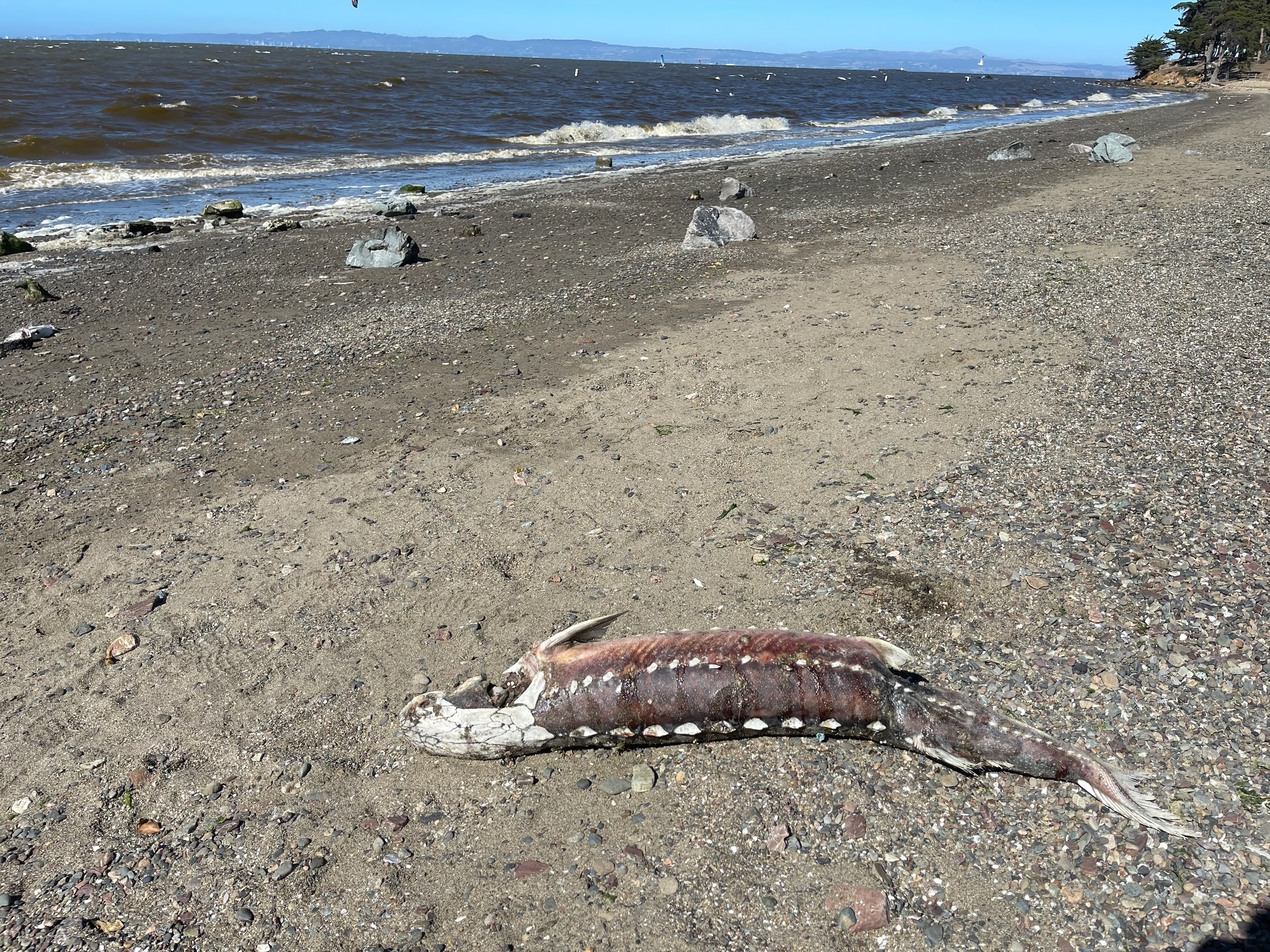 August Algal Bloom Causes Concern for Future of Bay Area’s Sturgeon ...
