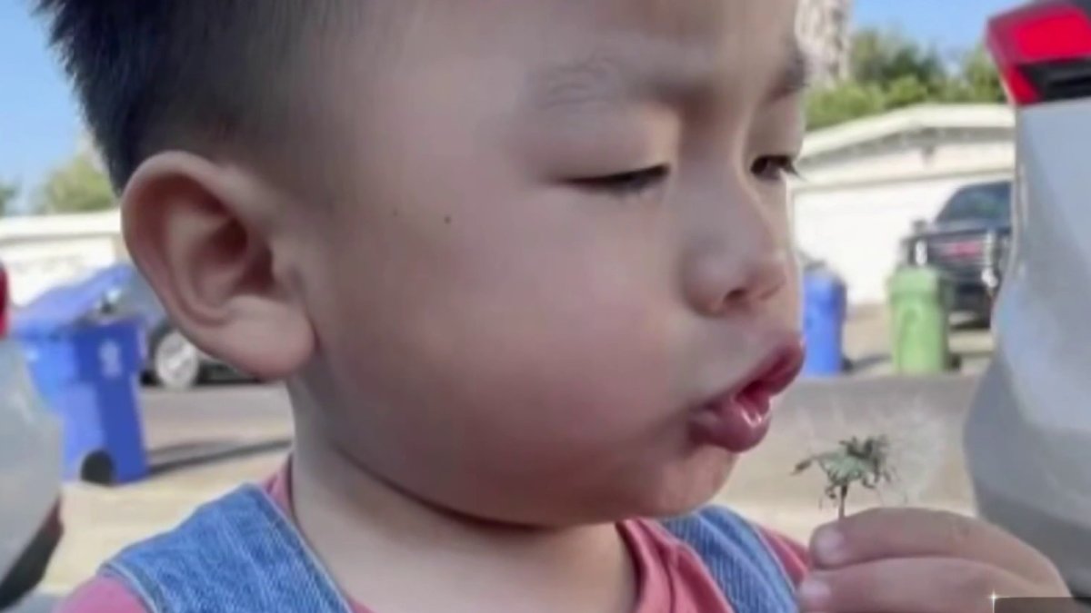 3 Arrested Year After Toddler Jasper Wu Killed in Oakland Freeway ...
