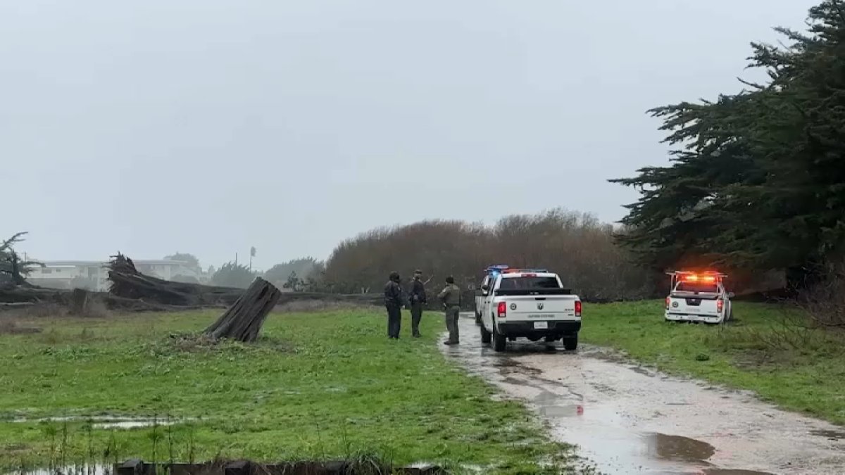 Downed Tree Kills 72-Year-Old in Santa Cruz – NBC Bay Area