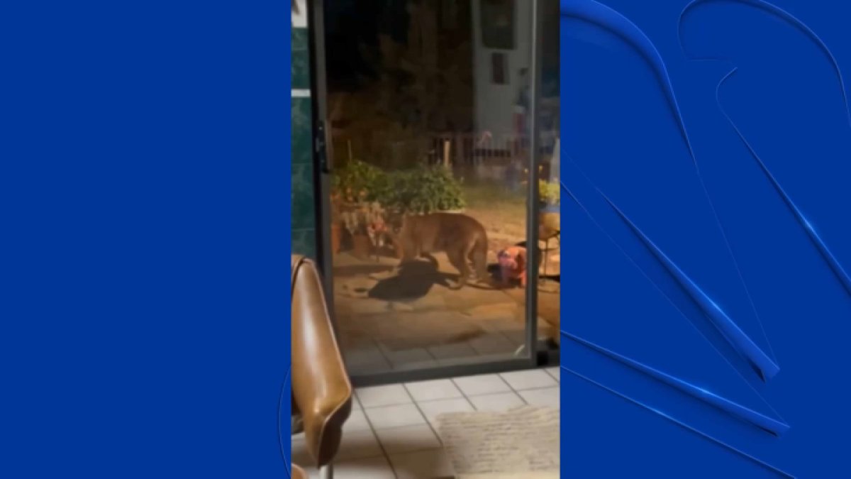 Mountain Lion Kills 2 Goats, Attacks Dog in Rural Santa Rosa – NBC Bay Area