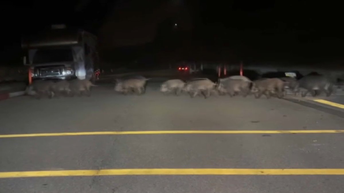 Wild Pigs Ransack San Jose Lawns, Garbage Cans – NBC Bay Area