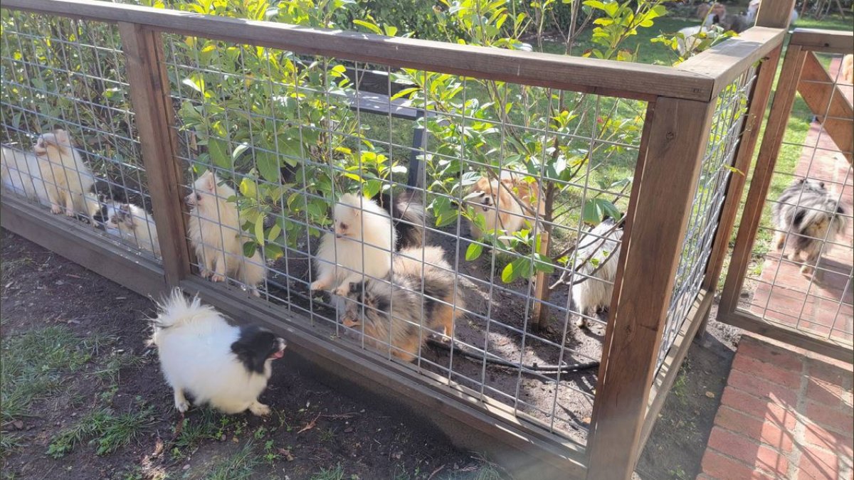 Dozens of Pets Rescued in House Fire – NBC Bay Area