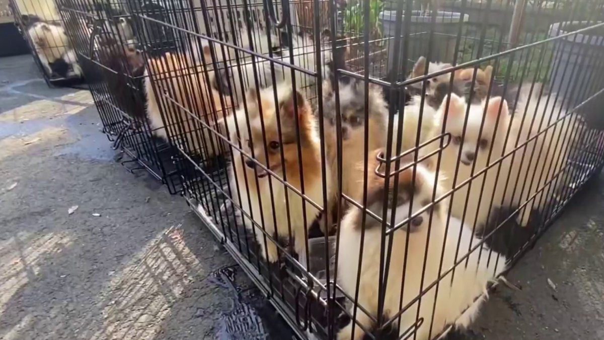 70 Dogs Displaced Following Martinez Garage Fire – NBC Bay Area