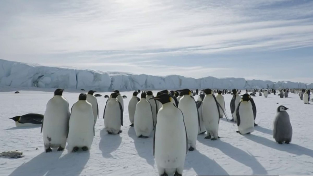 SJSU Research Examines How Climate Change Impacts Emperor Penguins ... SJSU Research Examines How Climate Change Impacts Emperor Penguins ...