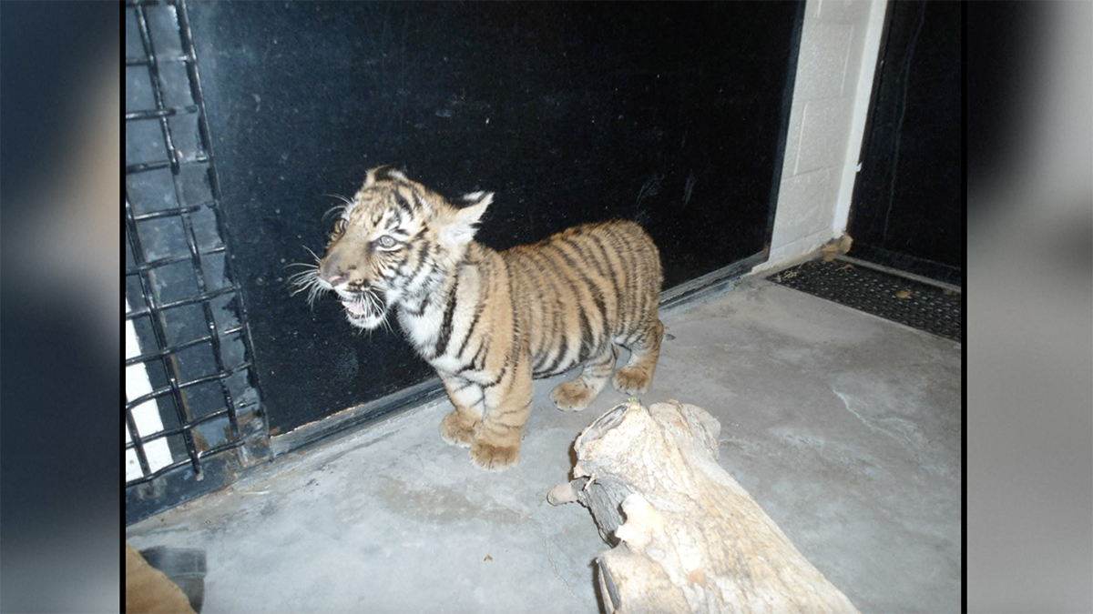 Bengal Tiger Cub Found in Dog Crate at New Mexico Home – NBC Bay Area