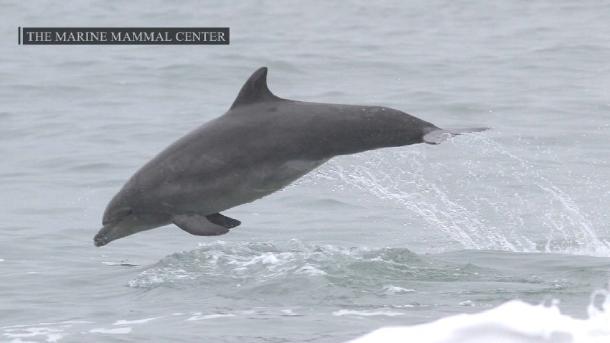 Warmer Water Drives Bottlenose Dolphins to Bay Area Coast – NBC Bay Area