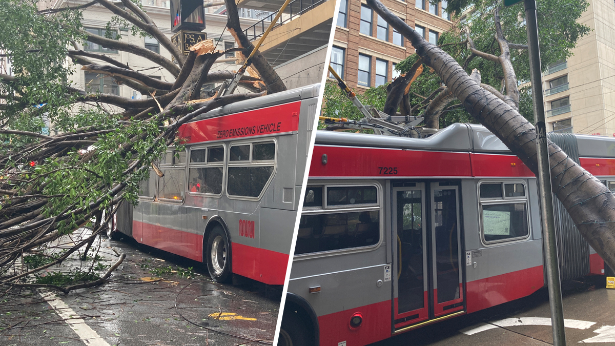 Tree Falls on Muni Bus in San Francisco – NBC Bay Area