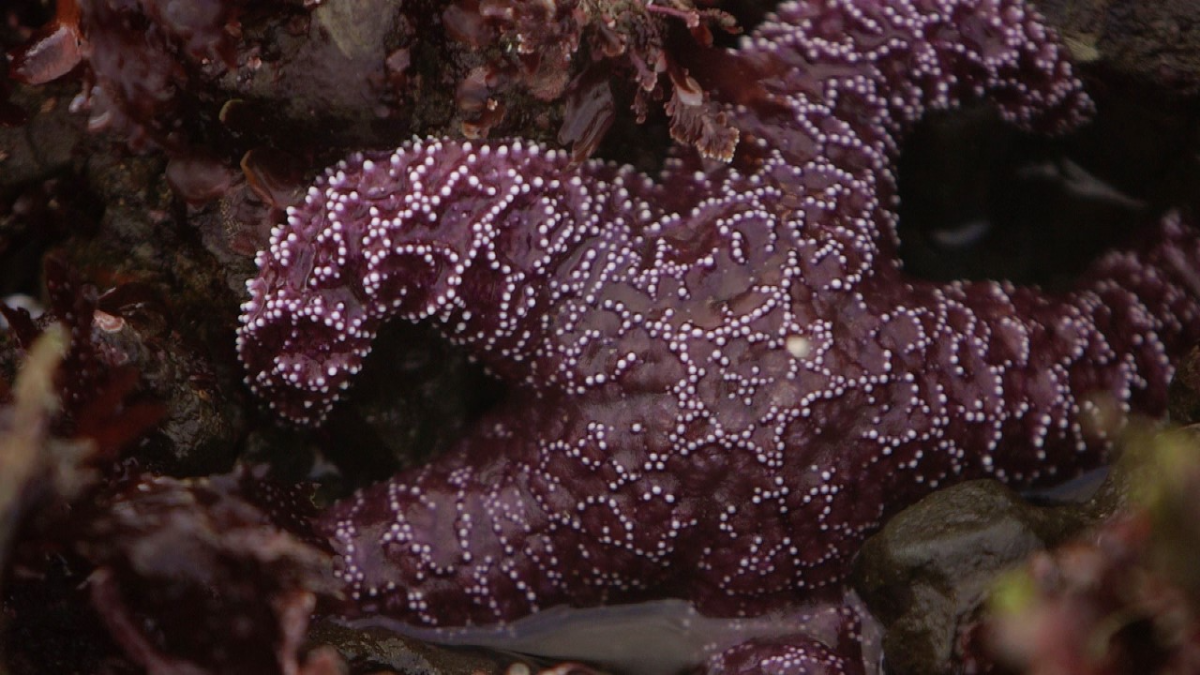 Search for Sea Stars Heads to Famous Surf Spot – NBC Bay Area