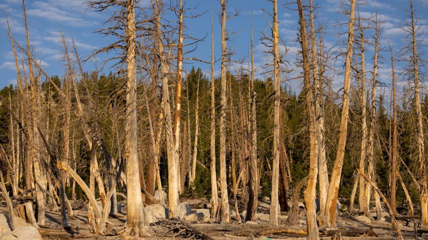 California Has 36 Million Dead Trees – NBC Bay Area