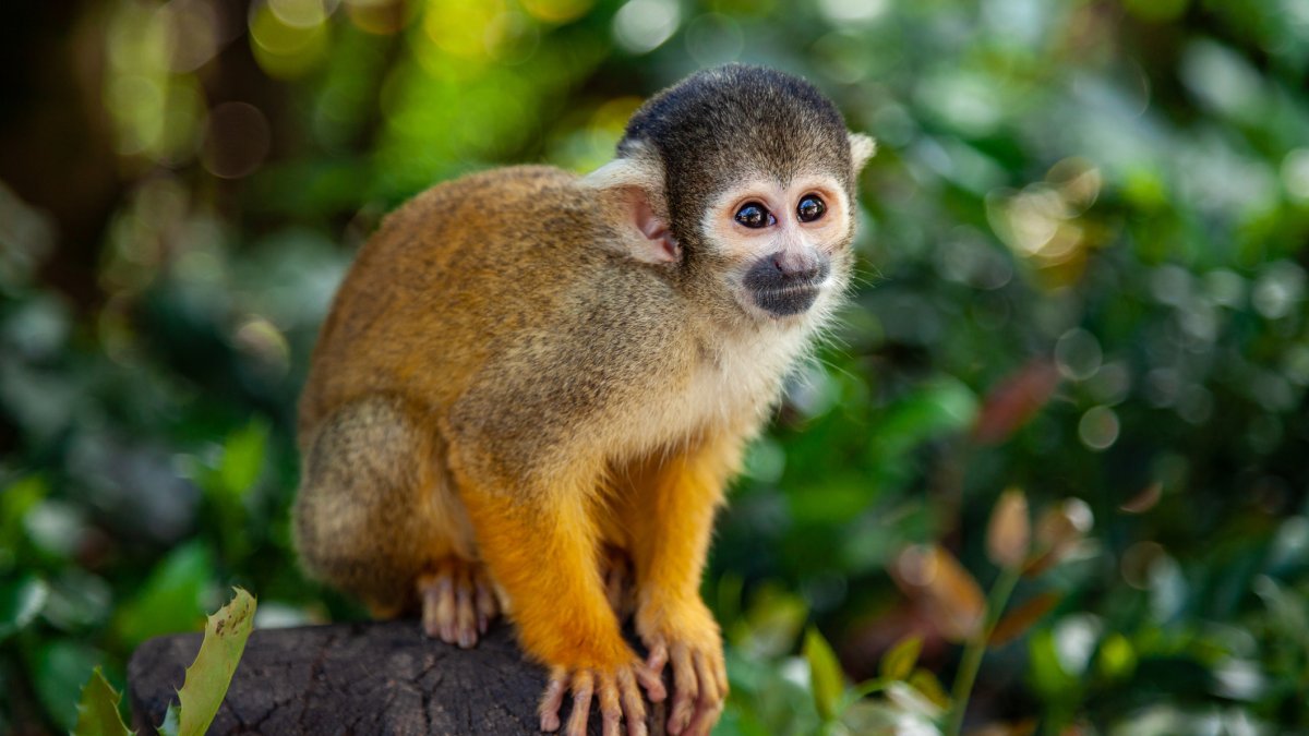 12 Monkeys Stolen From Louisiana Zoo – NBC Bay Area