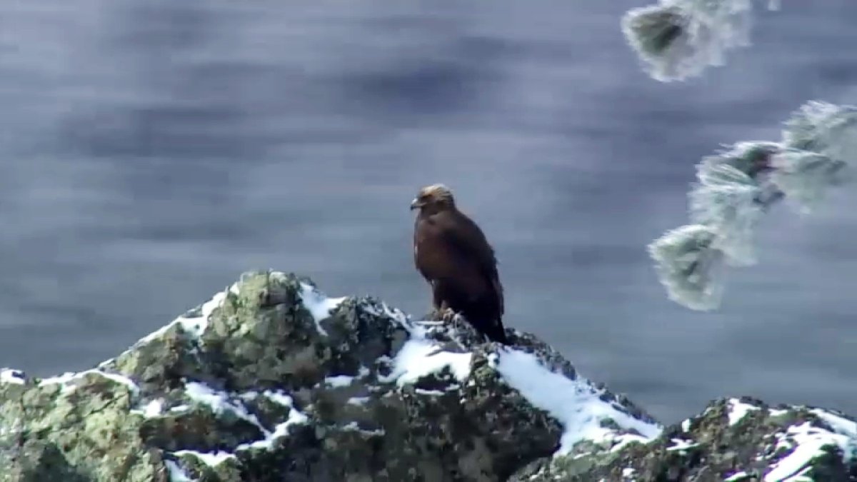 Watch: Eagle Enjoying the Bay Area Snow – NBC Bay Area