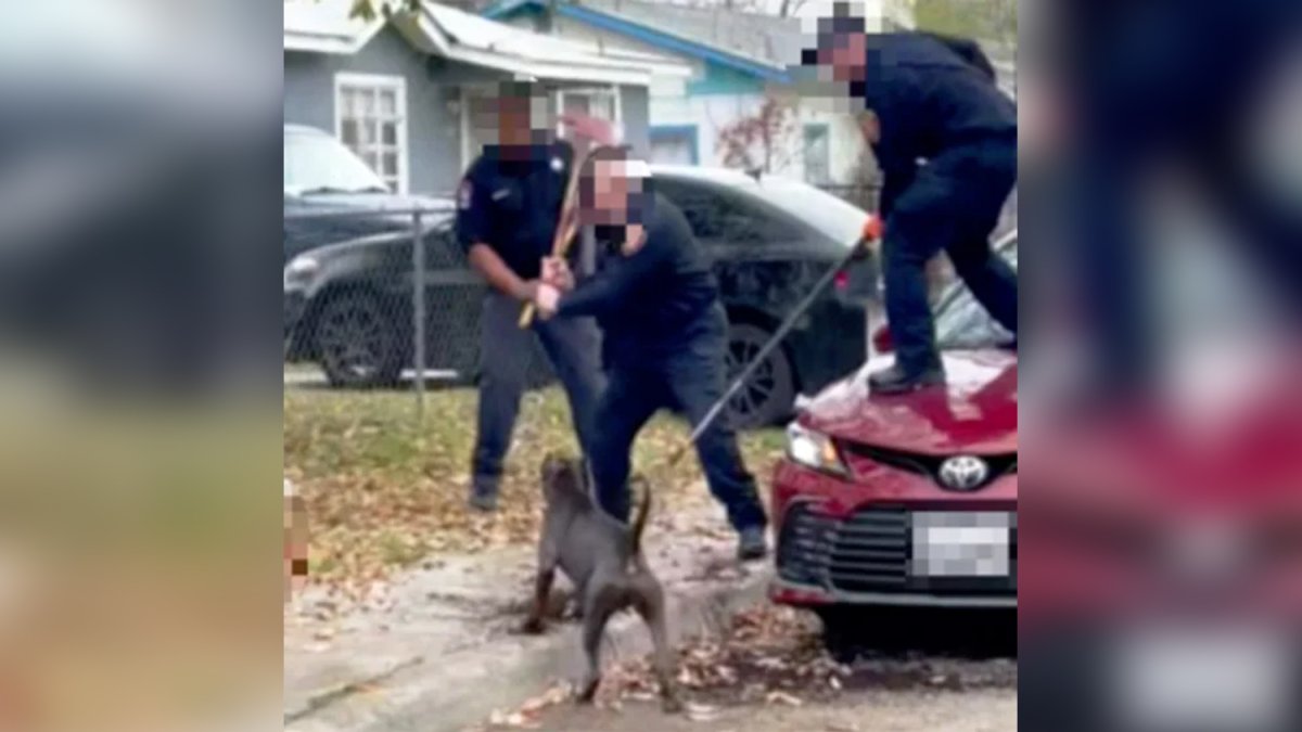 Dog Pack Attack: 1 Dead, 3 Injured in Texas – NBC Bay Area