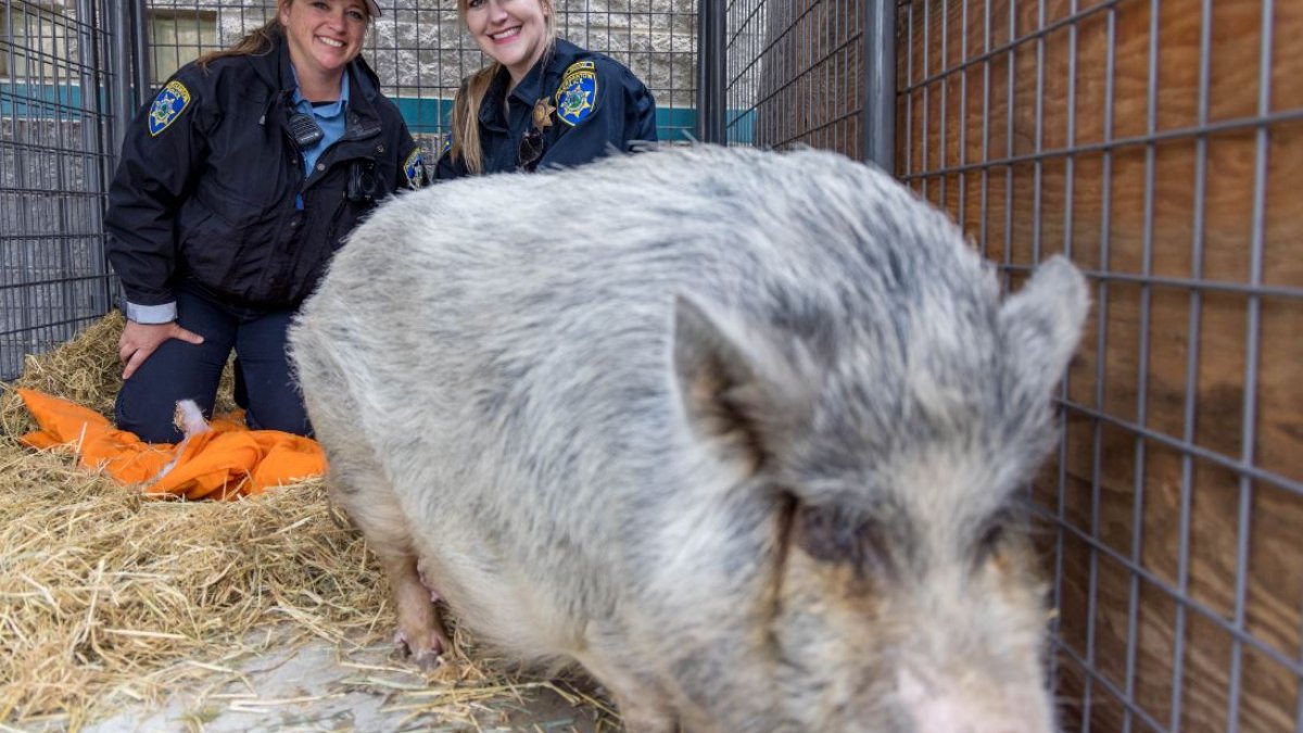 Lost Pig Found in Pleasanton – NBC Bay Area