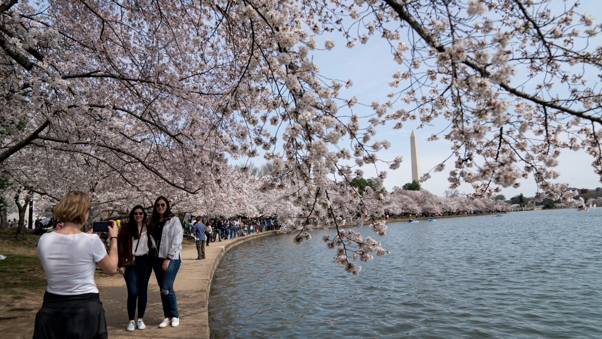 Cherry Blossom Season Is Here. See Why Trees Are Blooming Earlier – NBC ...