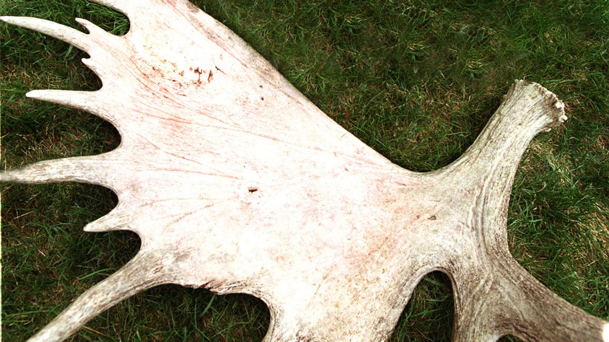 Minnesota Man Allegedly Kills Sex Offender Using Moose Antler Nbc Bay