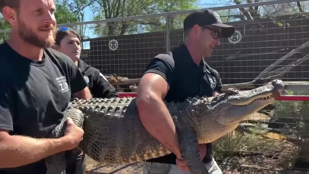 Alligator Stolen from Texas Zoo Rescued and Returned Home – NBC Bay Area