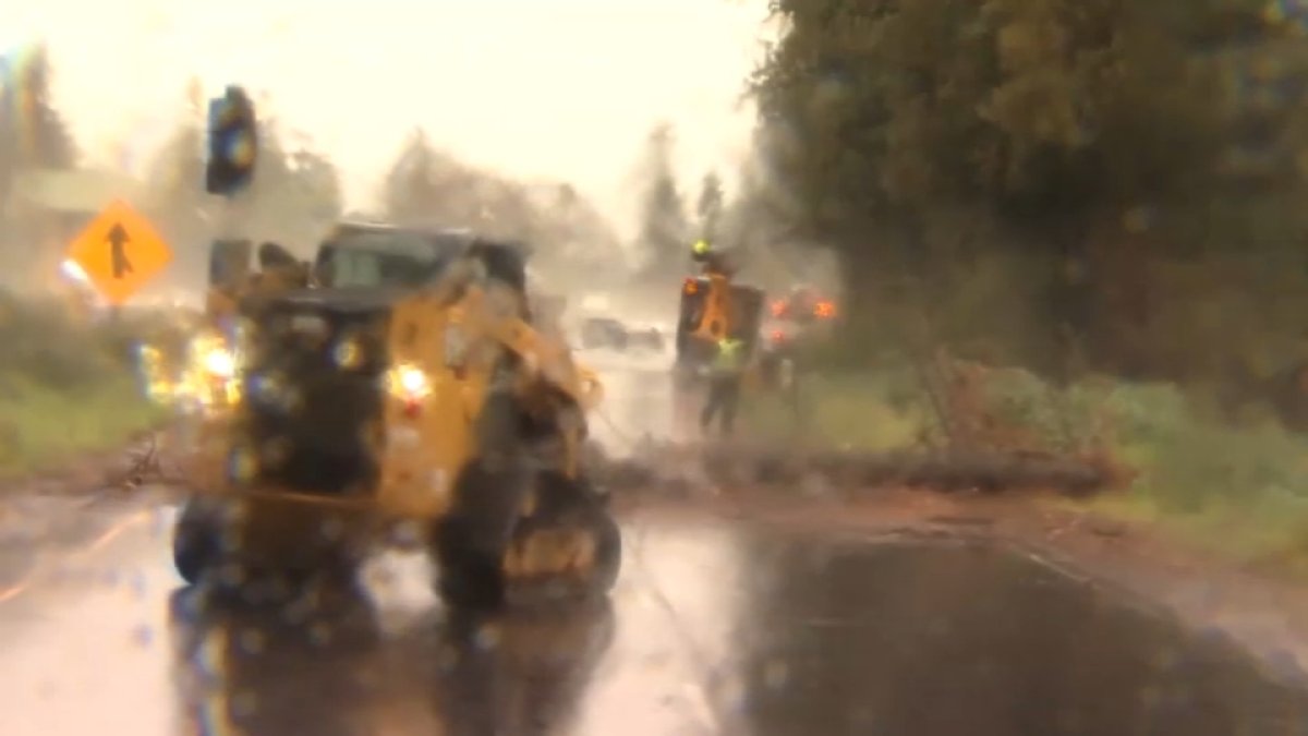 Crews Scramble to Remove Large, Unsafe Trees in Campbell – NBC Bay Area