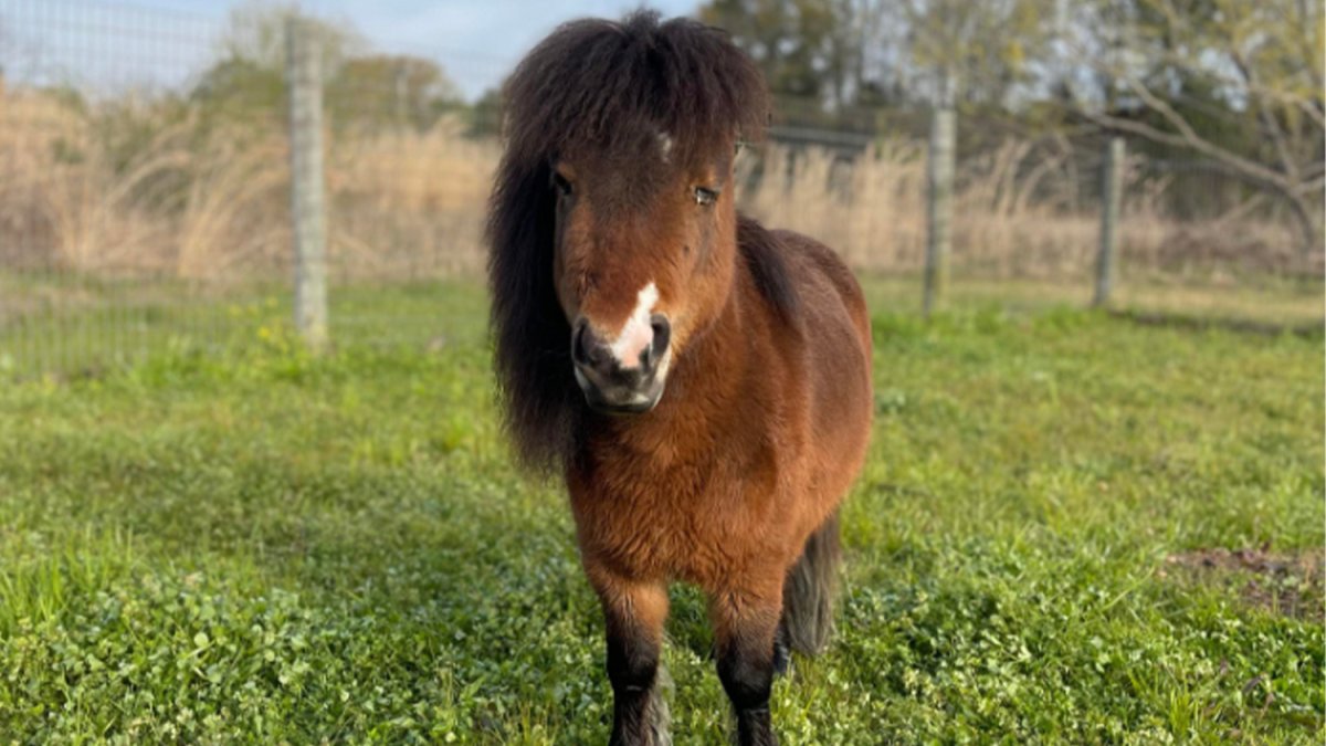 Runaway Pony Arrested for Resisting Arrest In Alabama – NBC Bay Area