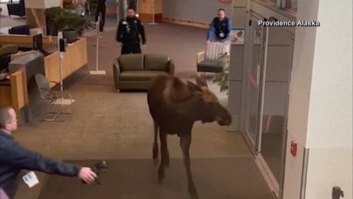 Young Moose Wanders Into Alaska Hospital – NBC Bay Area