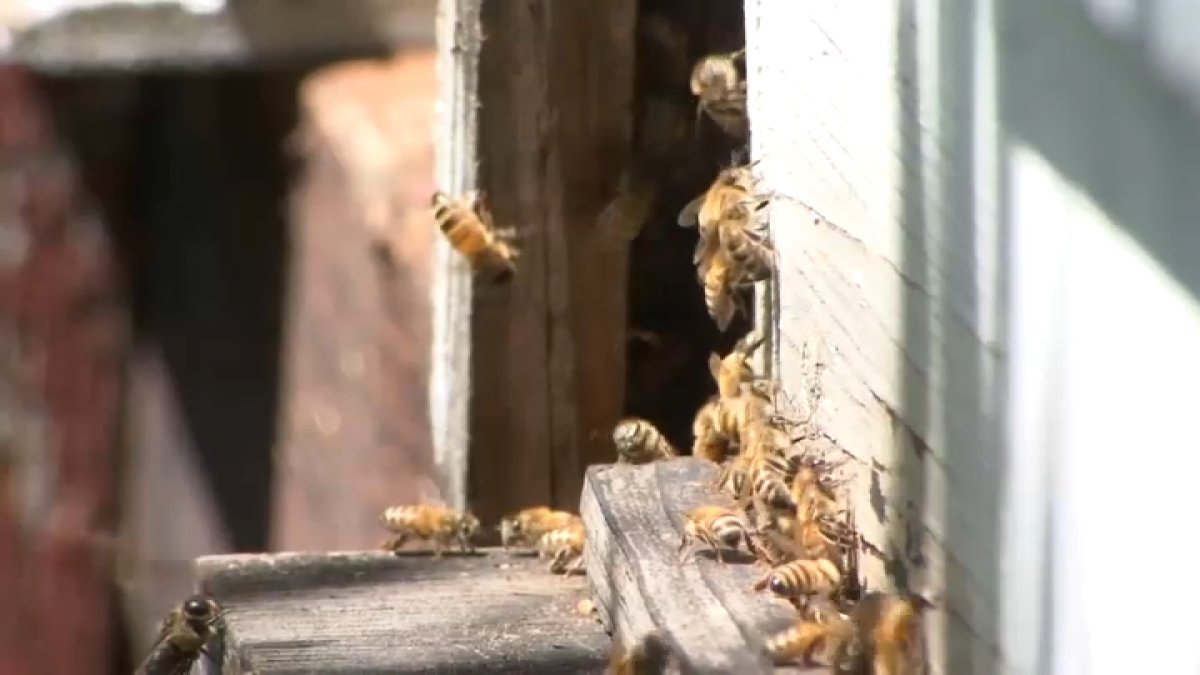 The Buzz Is Back: Bay Area Honey Bee Population Rebounding – NBC Bay Area