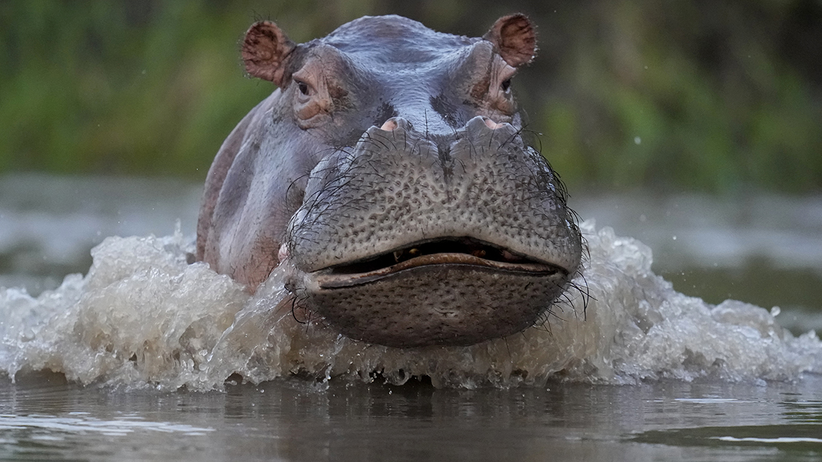 An Escobar Hippo Killed in Highway Collision in Colombia – NBC Bay Area