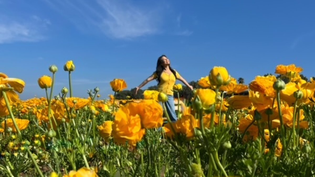 Exploring the Spring Super Bloom – NBC Bay Area
