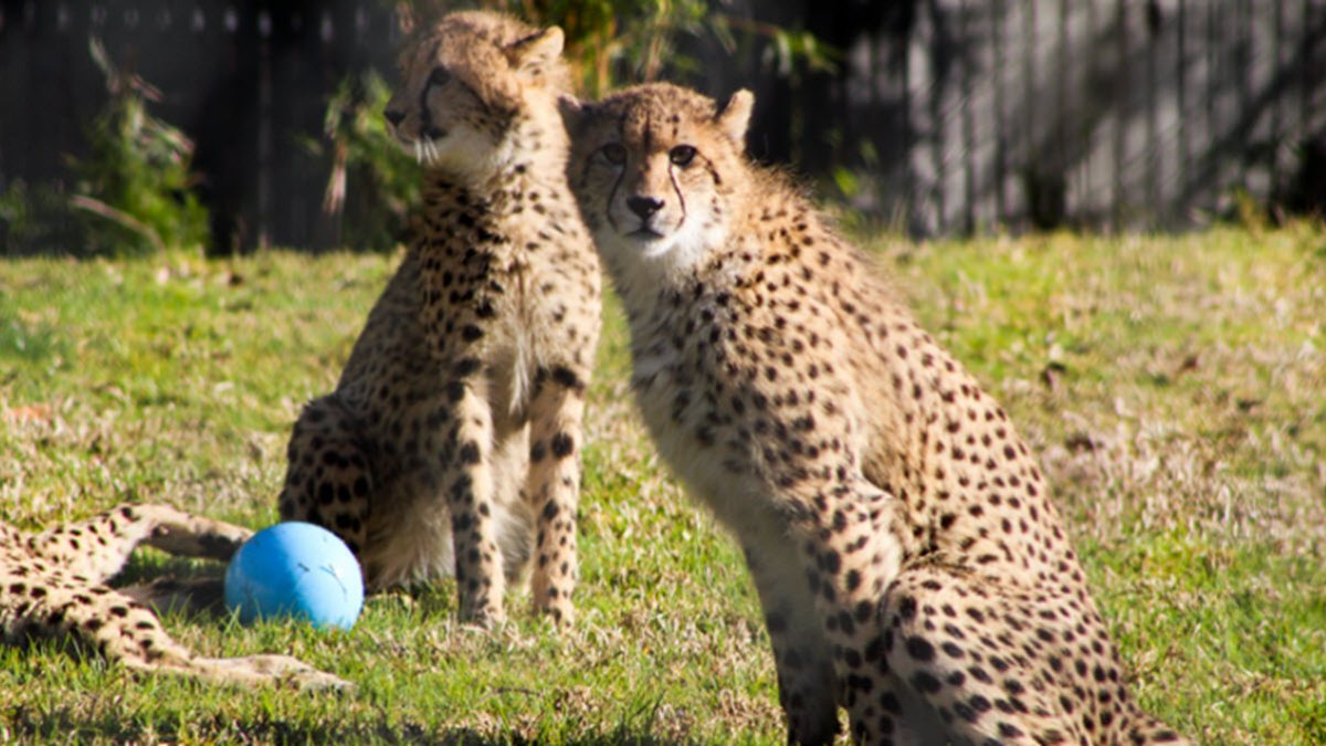 Six Flags Discovery Kingdom Welcomes 6 Cheetah Cubs – NBC Bay Area