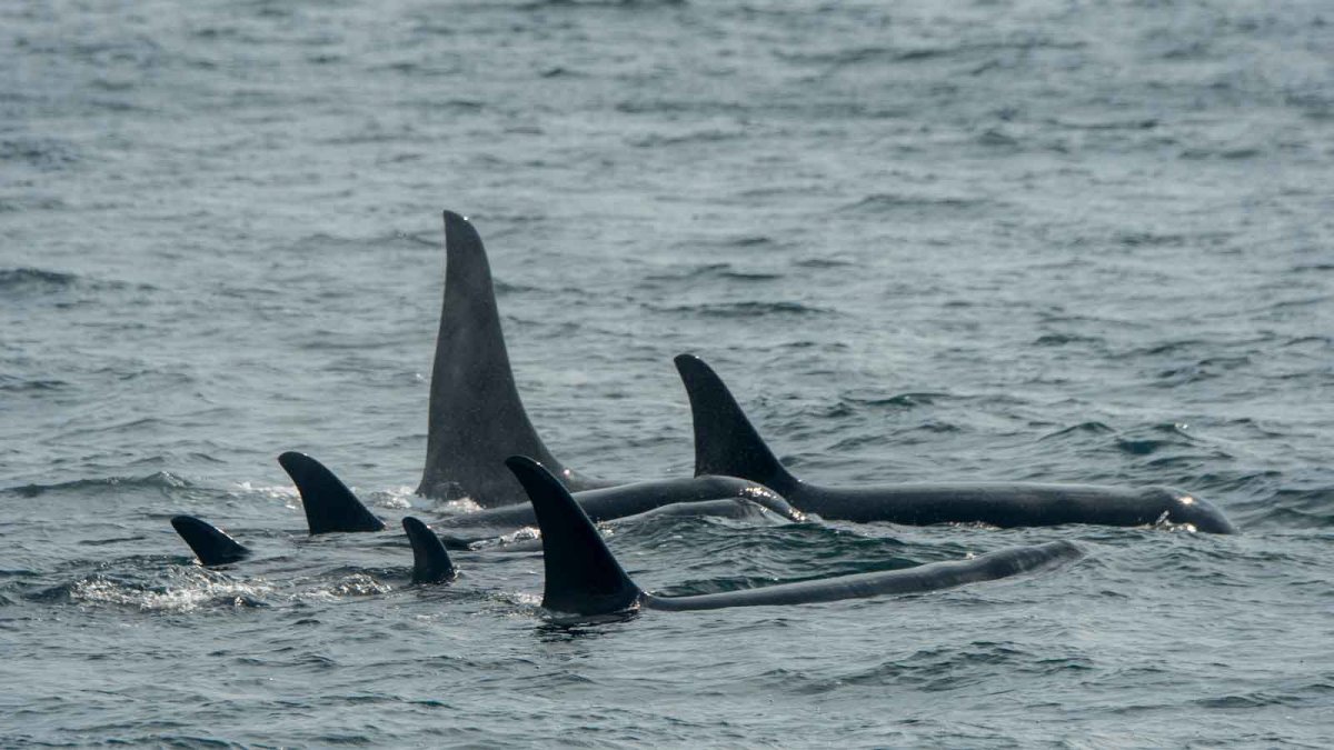 Drone Footage Captures Pod of Orcas Attacking Two Gray Whales in ... Drone Footage Captures Pod of Orcas Attacking Two Gray Whales in ...