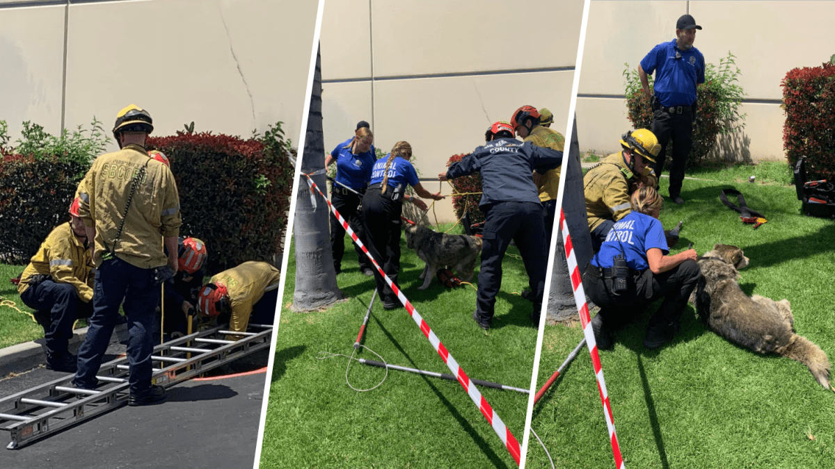 Photos: Firefighters Rescue Dog From a San Bernardino Sinkhole – NBC Bay Area