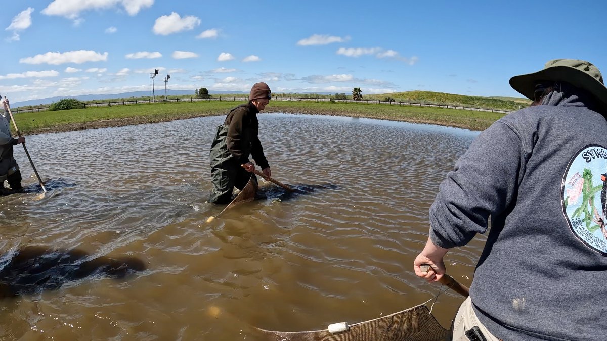 Fremont’s Vernal Pools Return With the Wet Winter – NBC Bay Area