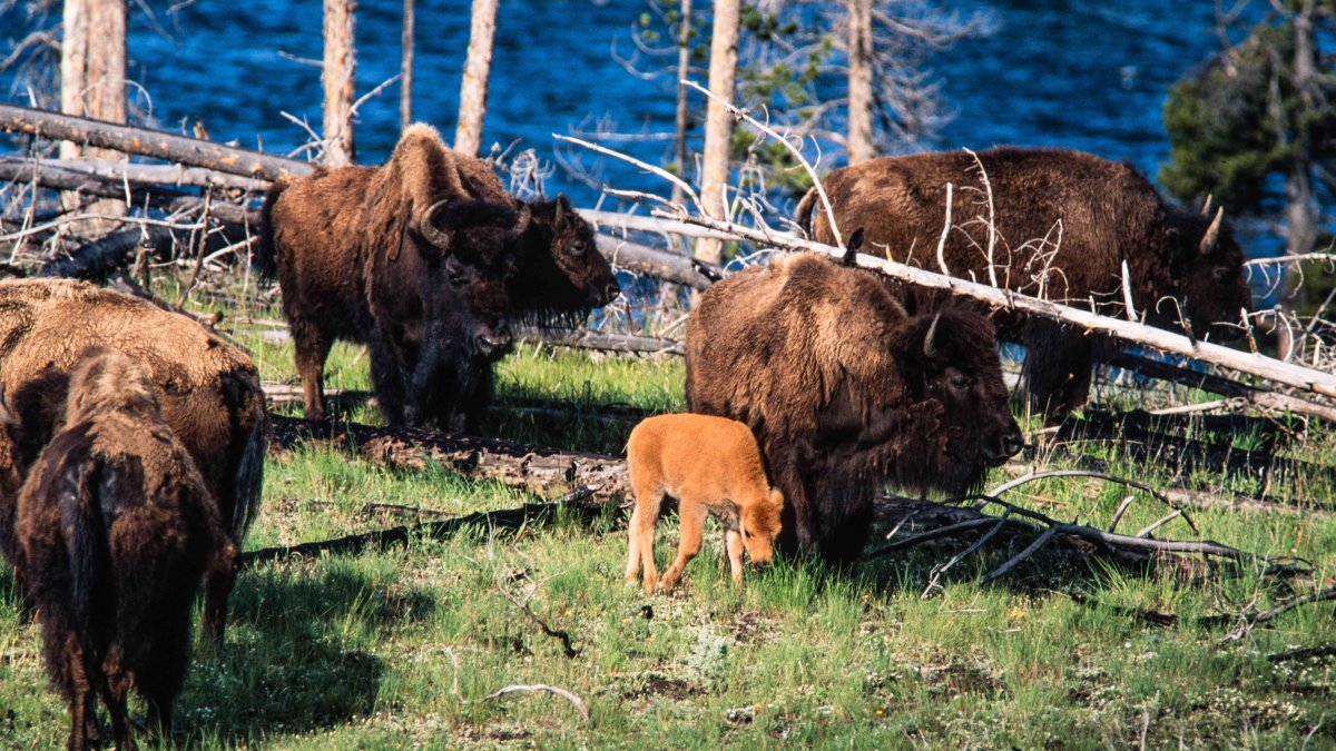 Baby Bison Killed at Yellowstone After Man Picked It Up – NBC Bay Area