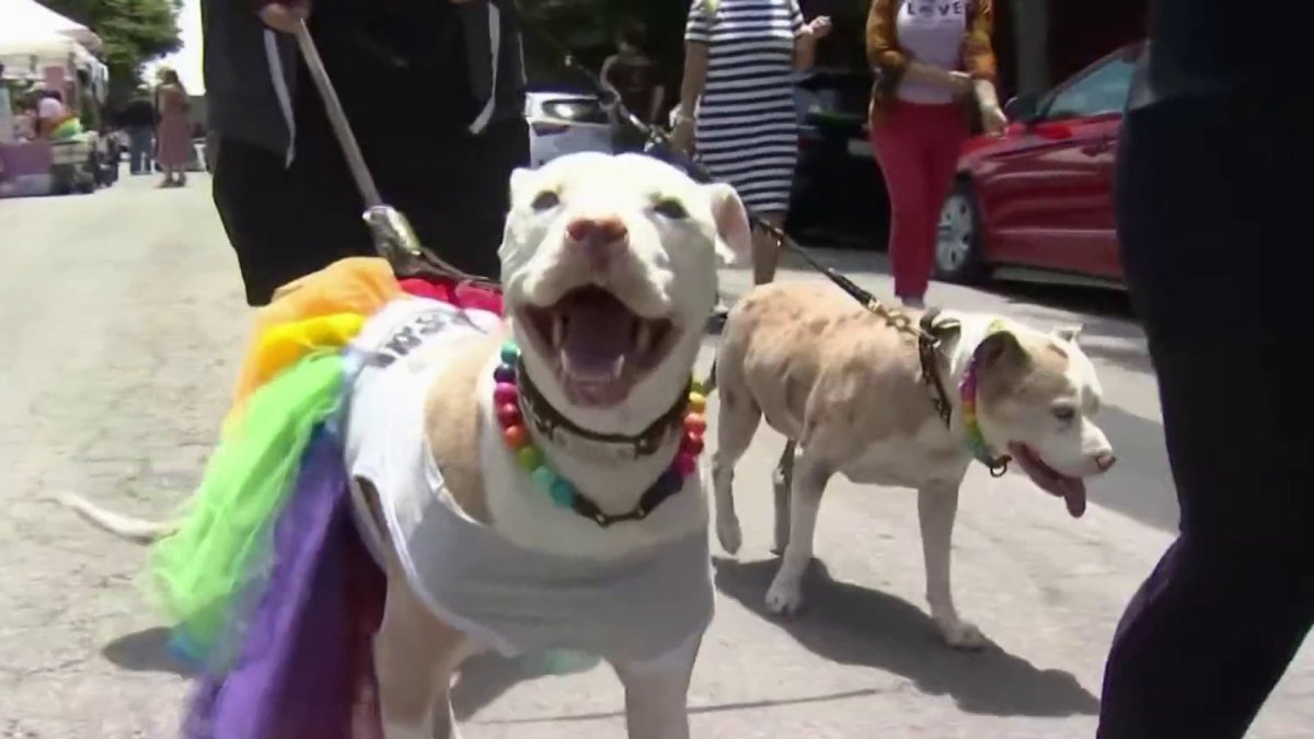 Pups show their pride at Berkeley’s Doggy Parade – NBC Bay Area