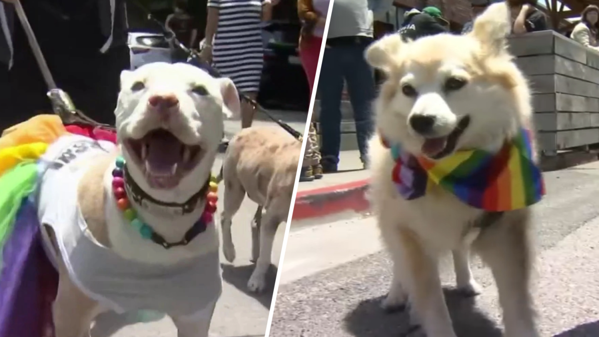 Pups show their pride at Berkeley’s Doggy Parade – NBC Bay Area