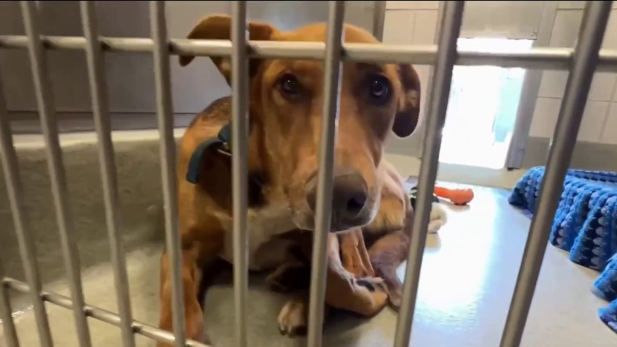 Overcrowding at animal shelters reaches crisis stage – NBC Bay Area