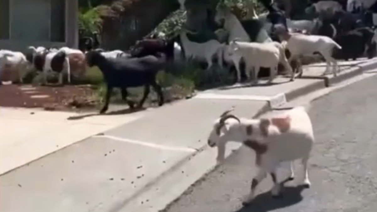 Watch: Goats on the loose in Pinole neighborhood – NBC Bay Area