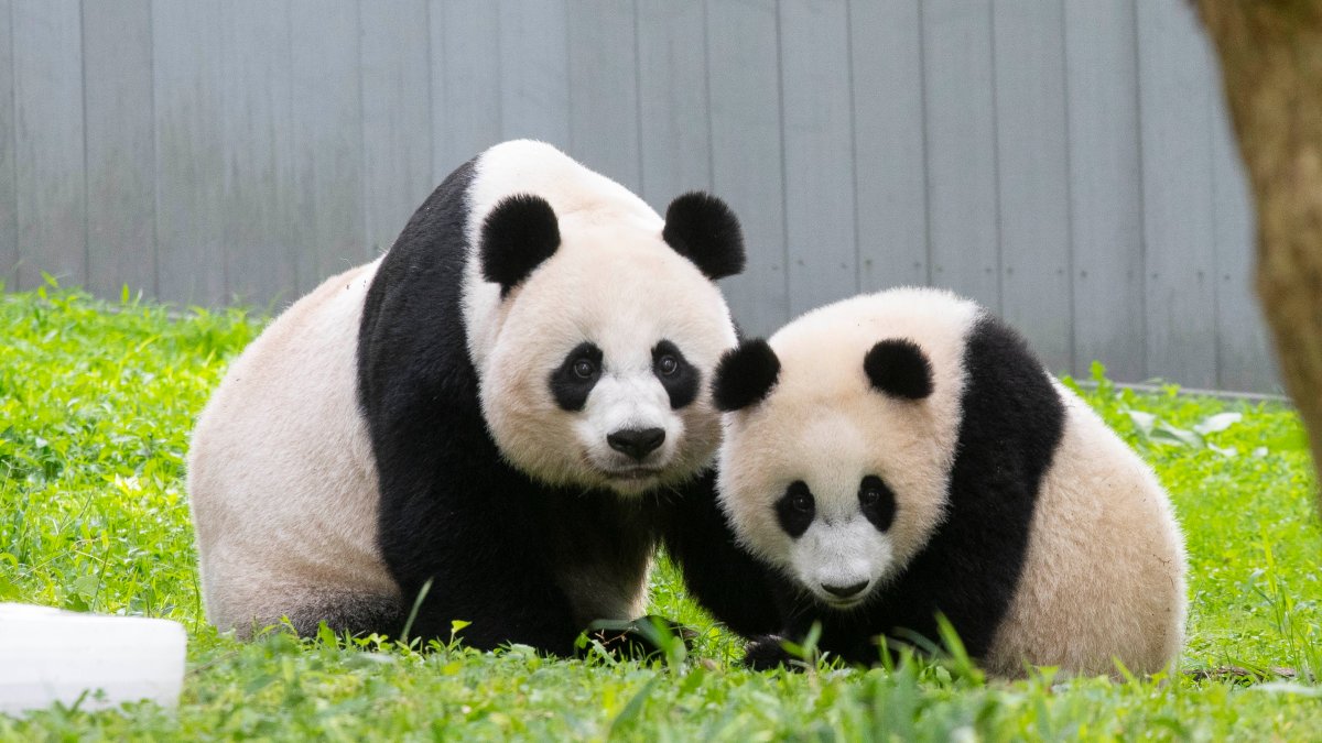 Why are the pandas at the National Zoo going back to China? – NBC Bay Area